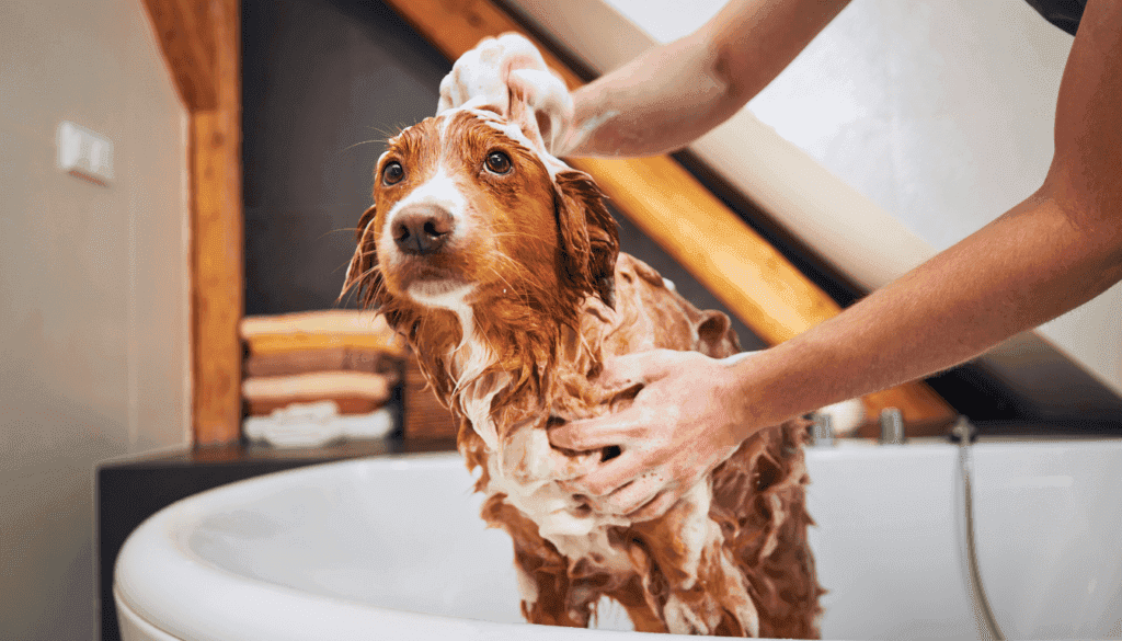 9 Dog Grooming Habits That Are Actually Bad For Your Pet - DOGGYTASTIC